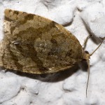 Savijač pupoljaka | jabuka | insekt | Poljoinfo wiki