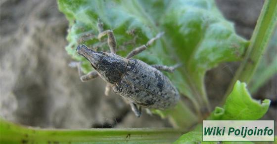 Siva repina pipa | zaštita | Poljoinfo wiki